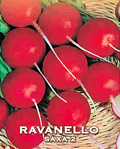 Radis Rouge Rond Italien.