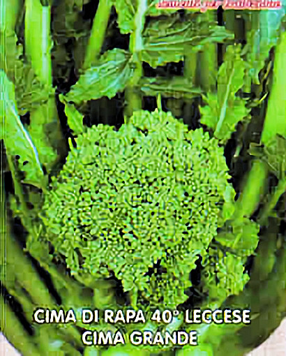 Cima di Rapa 40°.