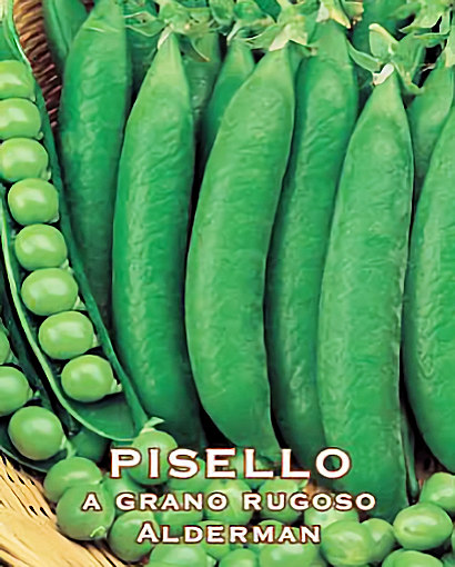 Petit Pois Alderman à Grains Ridés à Demi-Rame.