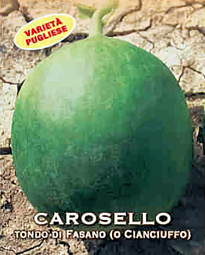 Concombre Rond Très Apprécié des Gourmets.