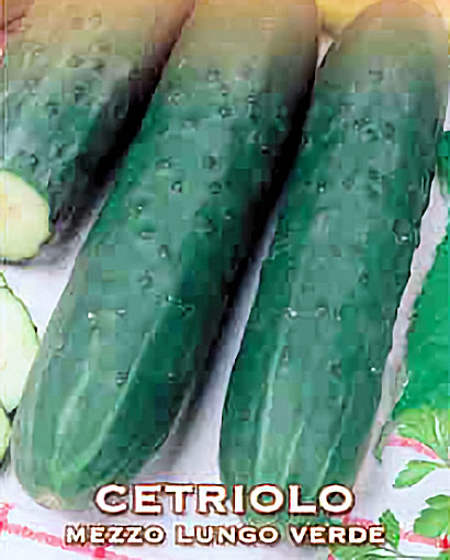 Concombre demi-Long Vert Italien.